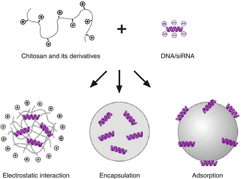 Chitosan Nanoparticles