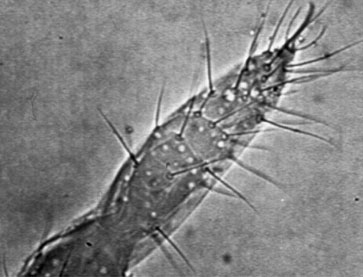 Proturans (Protura) | SpringerLink