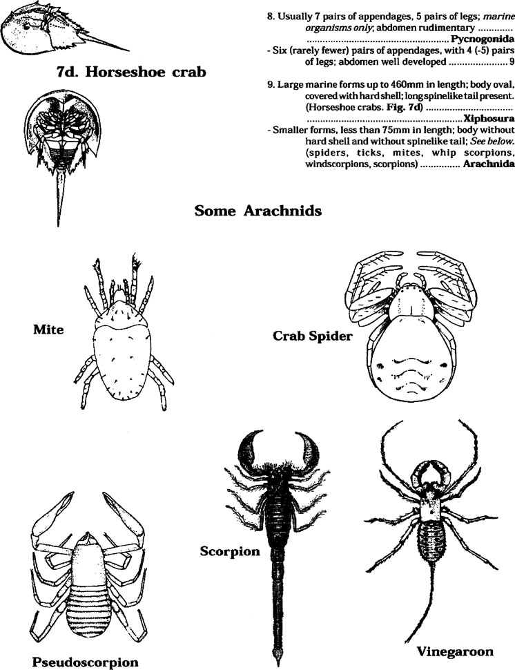 Insect Keys | SpringerLink