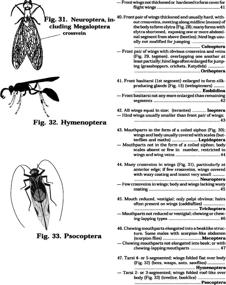 Insect Keys | SpringerLink