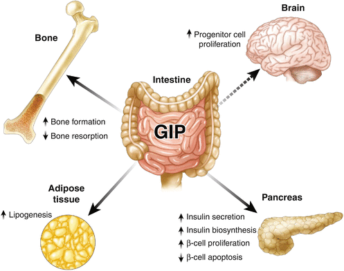 Glucose-Dependent Insulinotropic Polypeptide Receptor ( GIPR ...