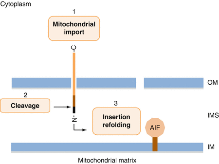 AIFM1 | SpringerLink