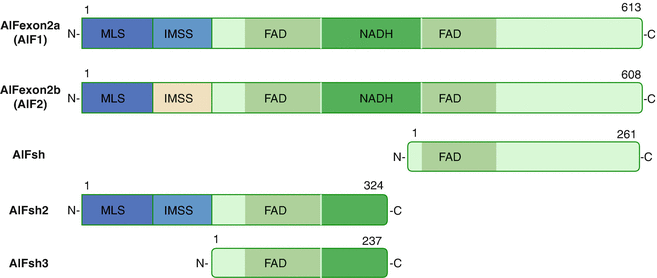 AIFM1 | SpringerLink
