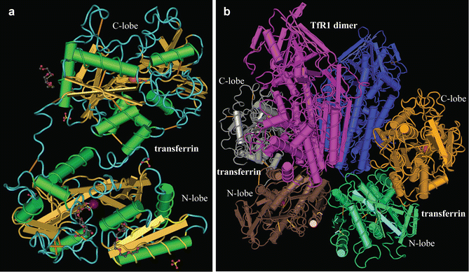 Transferrin | SpringerLink