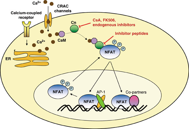 NFAT Family of Transcription Factors | SpringerLink