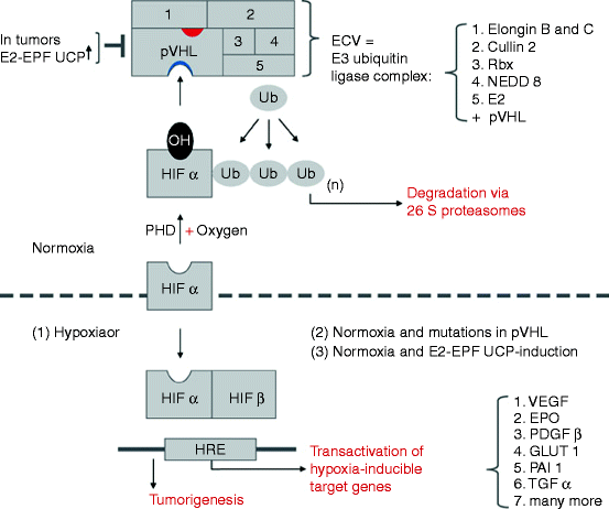 Von Hippel-Lindau Tumor Suppressor Gene | SpringerLink