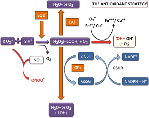 Antioxidant Enzymes | SpringerLink