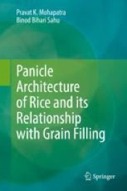 Botany of Rice Plant | SpringerLink