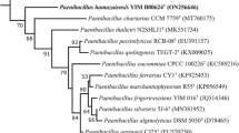 Paracoccus yibinensis sp. nov., a novel bacterium with astaxanthin ...