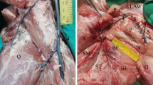 Pig lateral femoral condyle flap is more suitable than medial femoral ...
