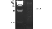 Complete genome sequence of a novel narnavirus with inverted ...