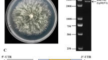 Molecular characterization of a novel non-segmented double stranded RNA ...