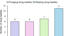 Dung beetle optimizer: a new meta-heuristic algorithm for global optimization | The Journal of ...