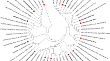 The Cyanobacteria Genus Aphanothece: Bioactive Compounds and ...