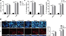 5-ALA mediated PDT induces pyroptosis in colorectal cancer cells by ...