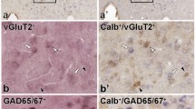 CALB2 Overexpression Attenuates Neuropathic Pain by Inhibiting ...