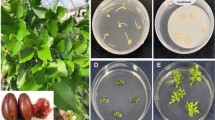 One-to-one Fusion of Plant Protoplasts by Using Electrofusion Based on ...