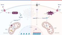 Lactate and lactylation in tumor immunity | Frontiers of Medicine