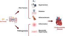 Succinate–GPR91 signaling promotes cardiomyocyte metabolic ...