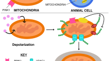 Re-routing Metabolism by the Mitochondrial Pyruvate Carrier Inhibitor ...