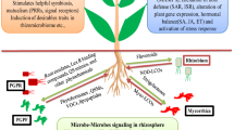 Native Rhizobium biofertilization enhances yield and quality in Solanum ...