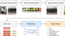 Robust real-time strawberry maturity detection using UAV-mounted deep ...