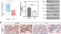 p53-mediated suppression of the SLC7 A11/GPX4 signaling pathway ...