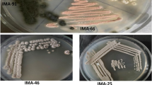 Antimicrobial activities and beta-lactamase inhibitory property of ...