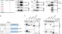 TRIM21-driven K63-linked ubiquitination of RBM38c, as a novel ...