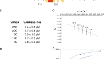 Molecular basis for the assembly of the Vps5-Vps17 SNX-BAR proteins ...