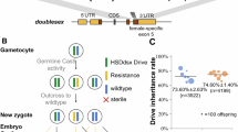 A suppression-modification gene drive for malaria control targeting the ...
