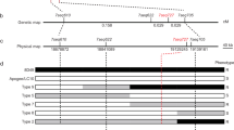 An atypical NLR pair TdCNL1/TdCNL5 from wild emmer confers powdery ...