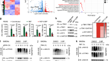 Brucella abortus infection exploits ZDHHC3-mediated STAT3 ...