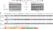 Control of lysogeny and antiphage defense by a prophage-encoded kinase ...