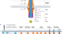 Mechanisms of Pseudomonas aeruginosa resistance to type VI secretion ...