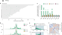 Chromatin looping-based CRISPR screen identifies TLK2 as chromatin loop ...