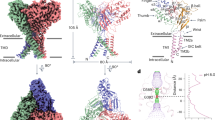 HCN4 channels sense temperature and determine heart rate responses to ...