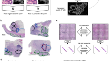 Deep learning-inferred multiplex immunofluorescence for immunohistochemical image quantification ...