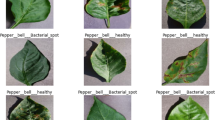 Enhancing agriculture through real-time grape leaf disease classification via an edge device ...