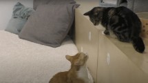 An ethological analysis of close-contact inter-cat interactions ...