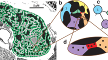 Crowd flow forecasting via agent-based simulations with sequential latent parameter estimation ...
