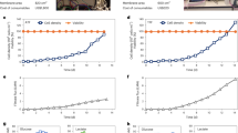 Spontaneous immortalization of chicken fibroblasts generates stable ...