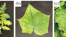 Photoperiod Stress in Plants: A New Look at Plant Response to Abnormal ...