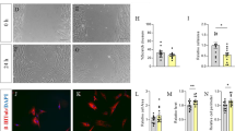Duplication of the MID1 first exon in a patient with Opitz G/BBB ...