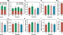 Mimics of the Growth Regulator Zaxinone Increase Saffron Yield and ...