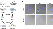 Mitochondrial transplantation via injection of exogenous mitochondria ...