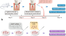 Baicalin attenuates LPS-induced periodontal inflammation response by ...