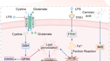 Comparative evaluation of ferroptosis markers NCOA4, ACSL4, and Nrf2 in ...