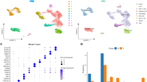 Single-cell analysis unveils activation of mast cells in colorectal ...
