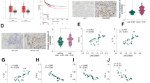 RFX2 downregulates RASSF1 expression and YAP phosphorylation through ...